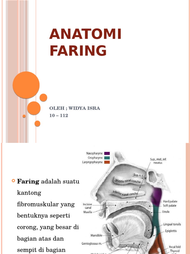 Anatomi Faring | PDF