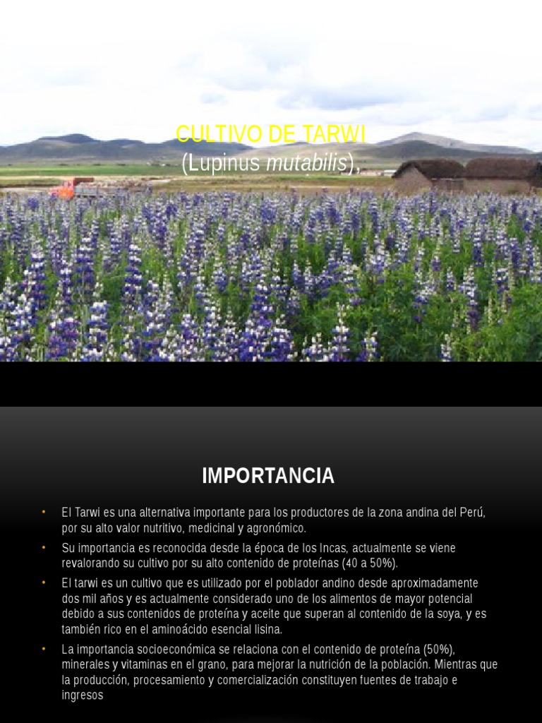 Cultivo y beneficios del tarwi en Perú | PDF | Siembra | Nutrición