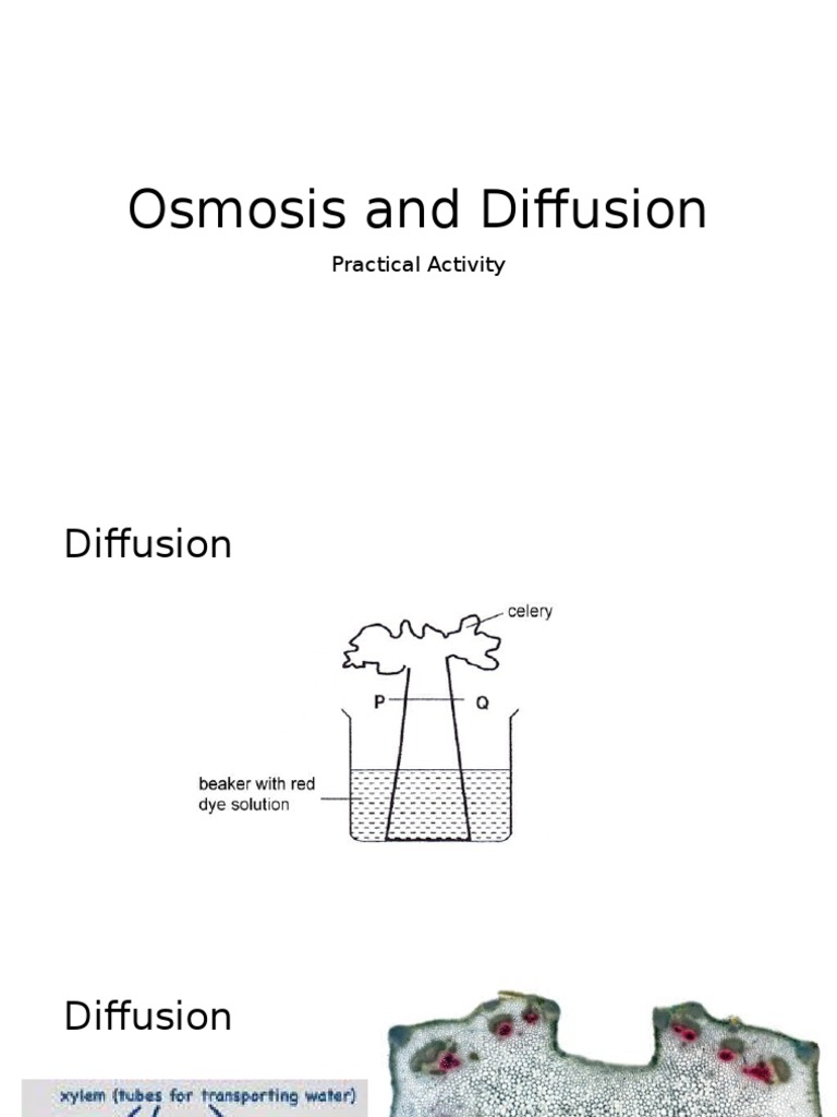 Osmosis and Diffusion Lab | PDF