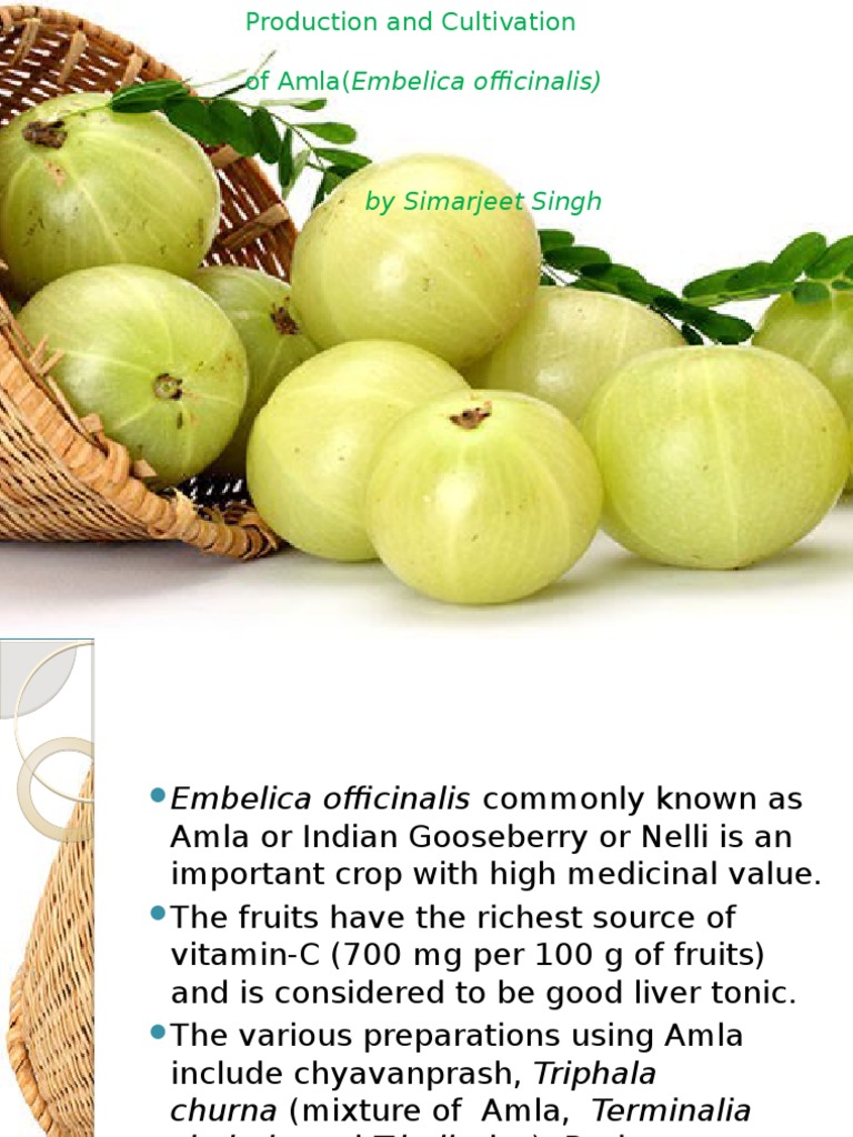 Production and Cultivation of Amla (Embelica Officinalis) | PDF