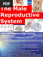 Histology of The Male Reproductive System | PDF | Testicle | Androgen
