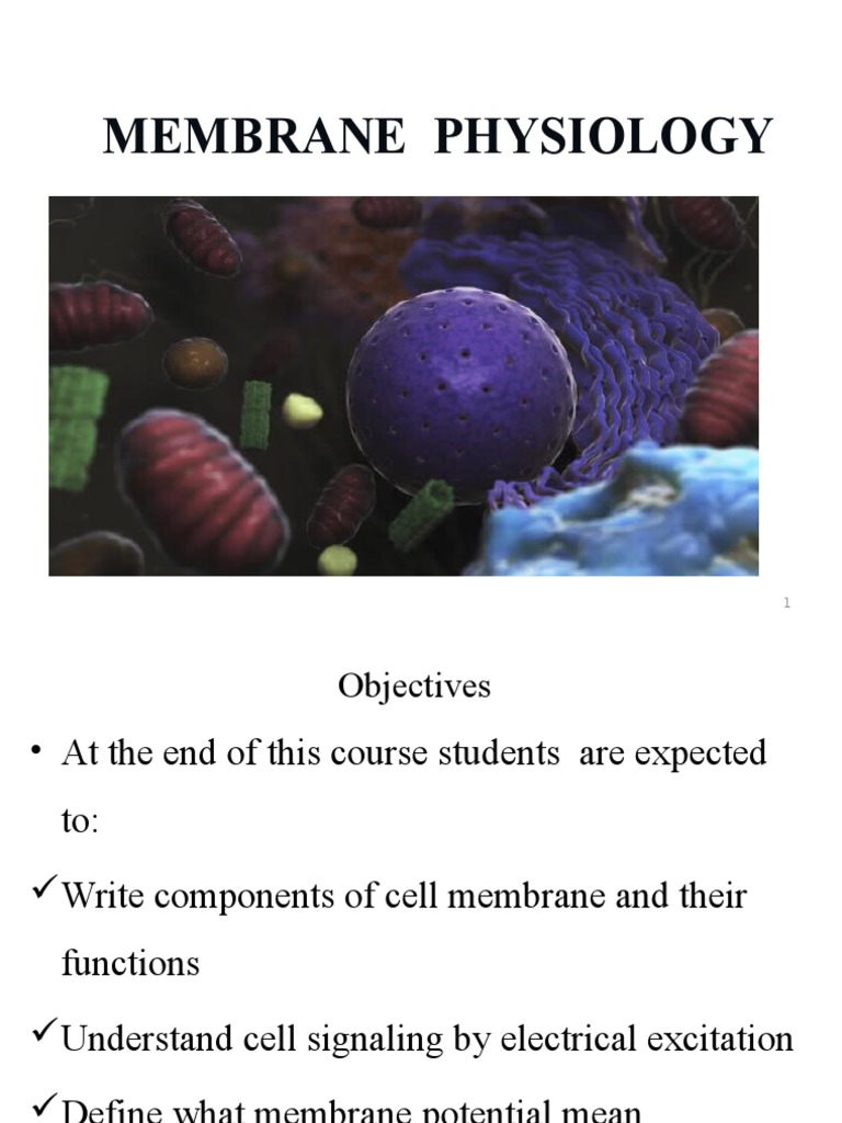 Membrane Physiology | PDF | Chemical Synapse | Inhibitory Postsynaptic ...