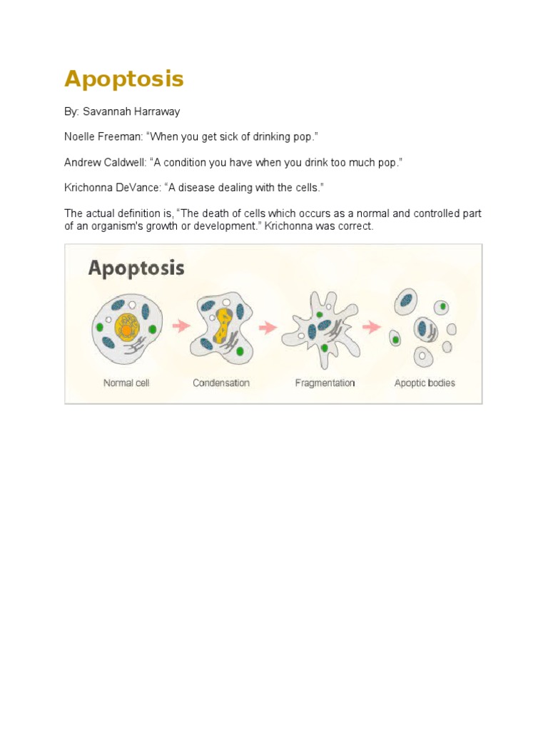 Apoptosis | PDF | Cell Biology | Molecular Biology