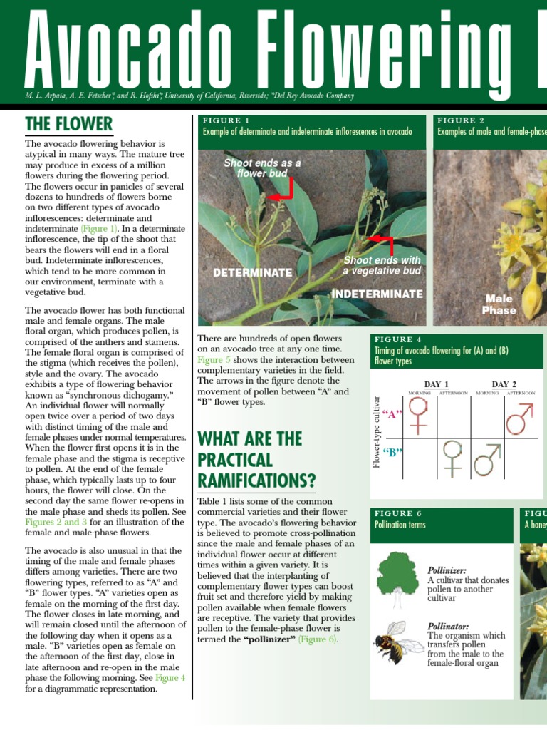 Avocado: Different Types | PDF | Flowers | Pollination