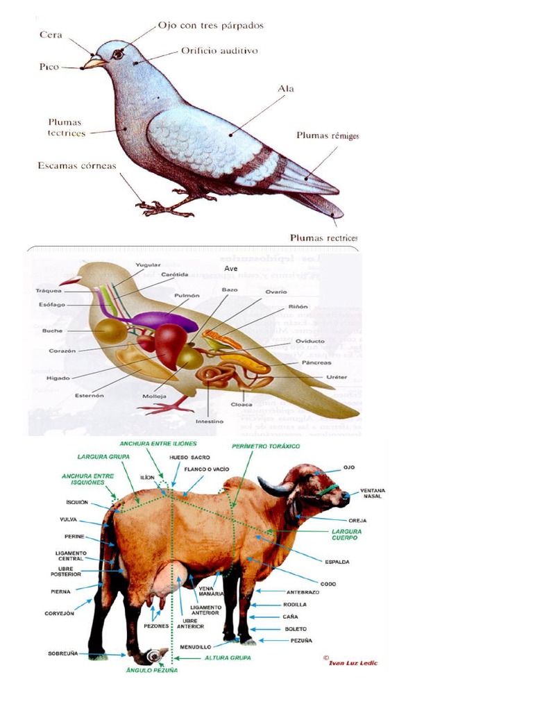 Anatomia de Animales