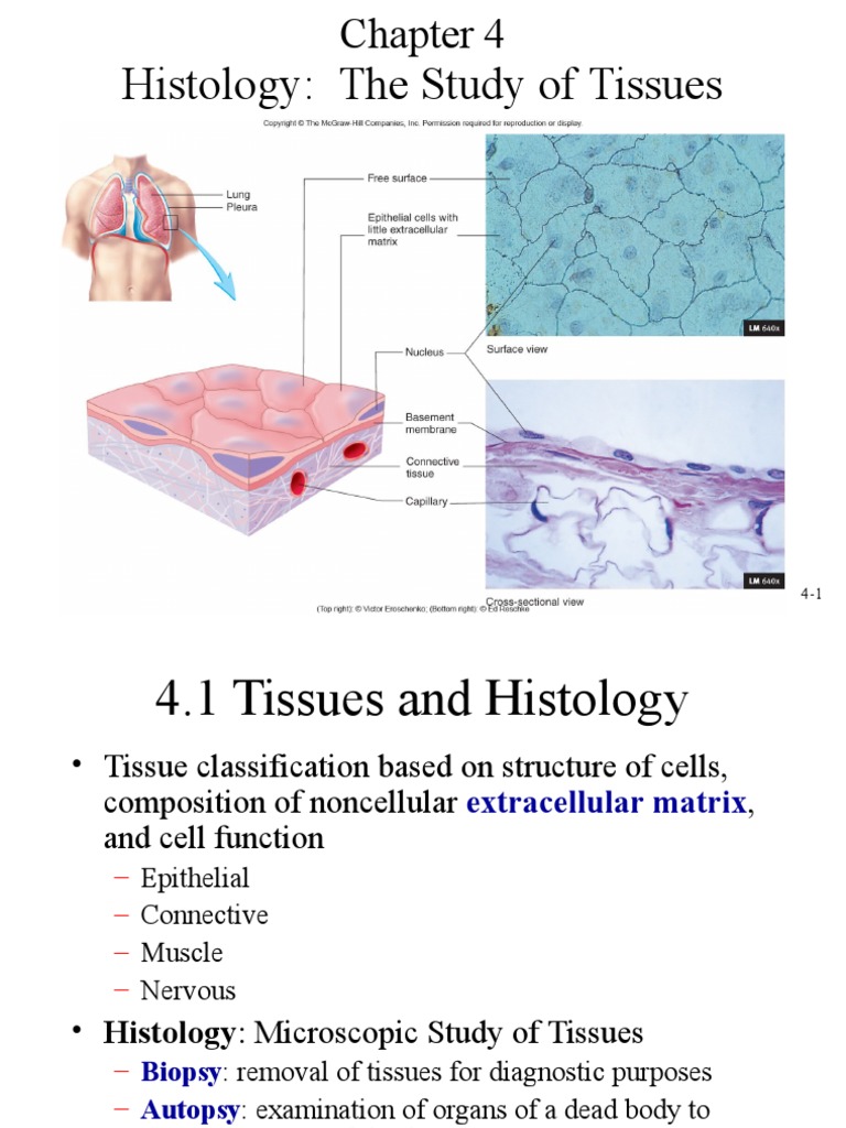 Chapter 4 - Histology | PDF | Epithelium | Tissue (Biology)