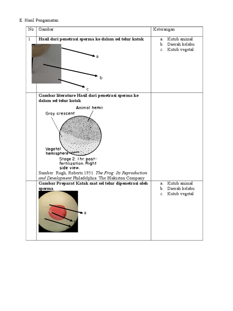 Hasil Pengamatan Embrio Katak | PDF | Proses Biologi | Ilmu Biologi