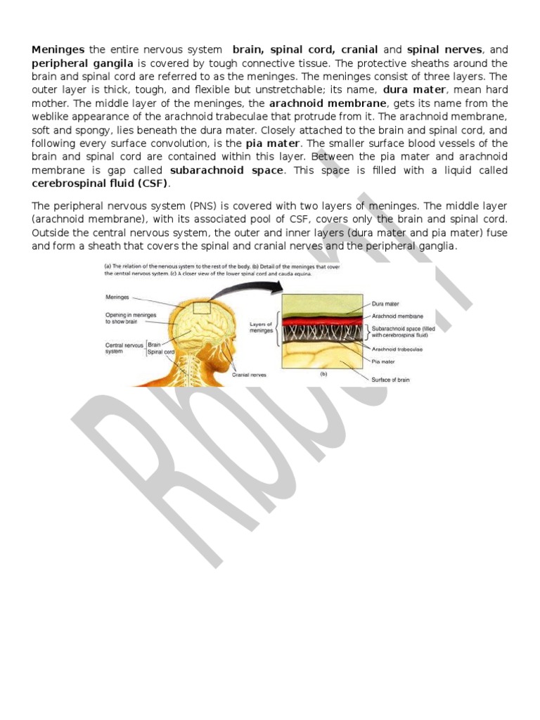 Layers of Meninges Protect the Brain and Spinal Cord | PDF