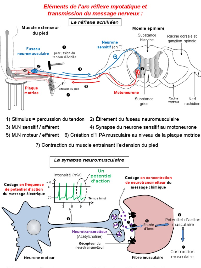 Schéma de l'arc réflexe achilléen | PDF | Organe | Neurophysiologie