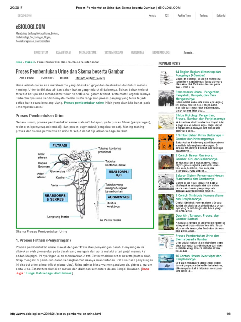 1.proses Pembentukan Urine Dan Skema Beserta Gambar - EBIOLOGI | PDF