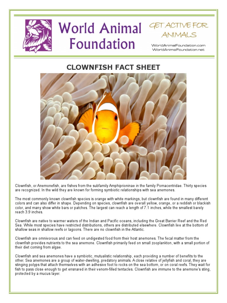 Clownfish Fact Sheet | PDF | Symbiosis | Biological Interactions