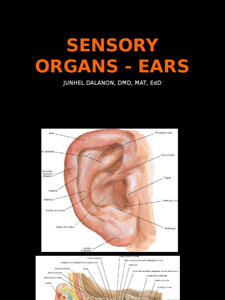 sensory organs - ears | Ear | Human Anatomy