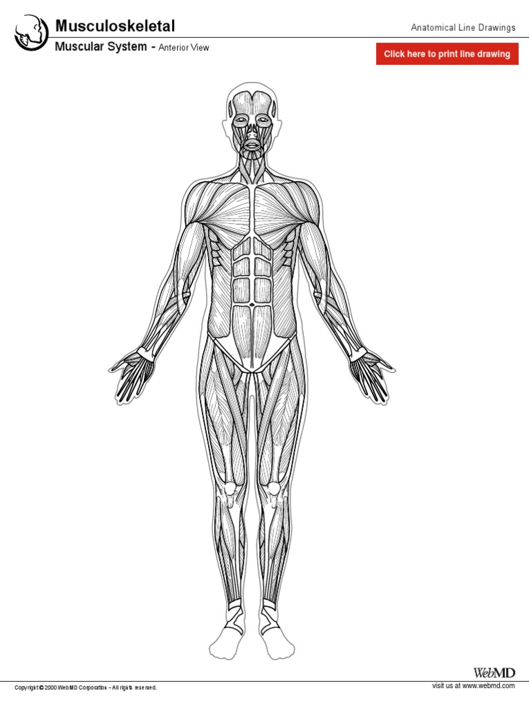 Muscle Wo Labels Anterior | PDF