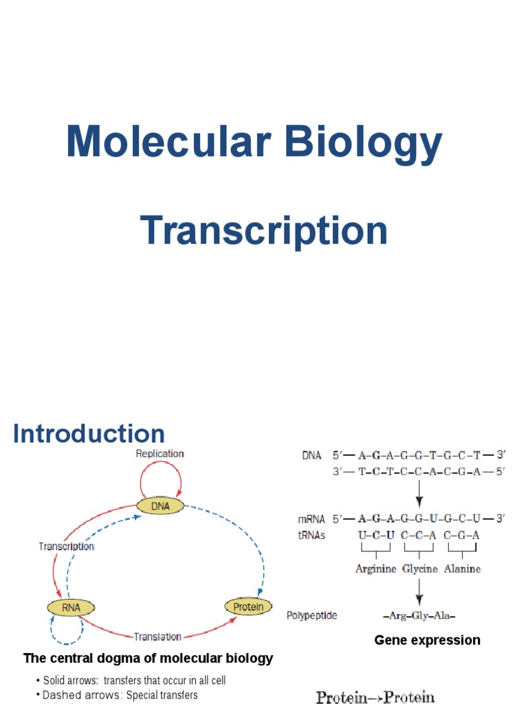Molecular Biology: Transcription | PDF | Rna | Promoter (Genetics)