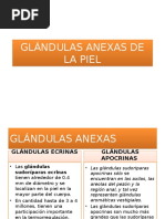 Glandulas Apocrinas | PDF | Piel | Epitelio