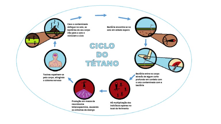 Ciclo Do Tetano