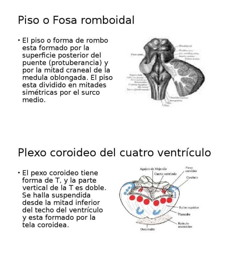 Piso o Fosa Romboidal | PDF | Arte | Ciencia y matemáticas