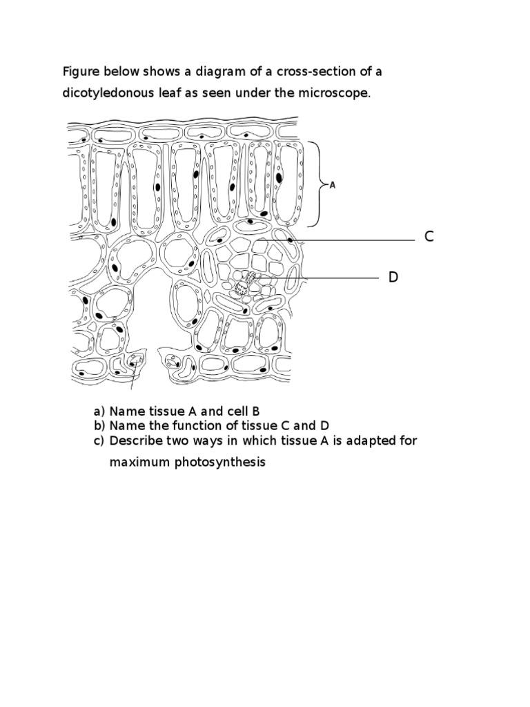 Figure Below Shows A Diagram of A Cross-Section of A Dicotyledonous ...