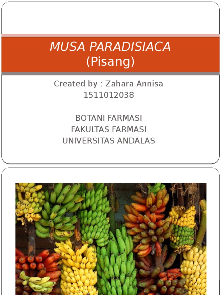 Musa Paradisiaca | PDF