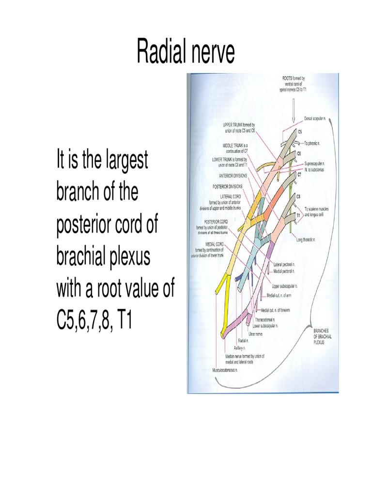UL-radial nerve.pdf | Arm | Elbow