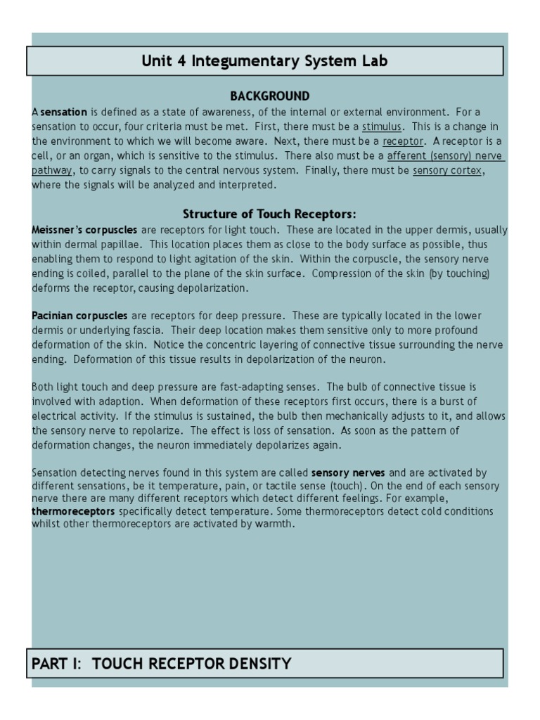 Unit 4 Integumentary System Lab: Background | PDF | Somatosensory ...