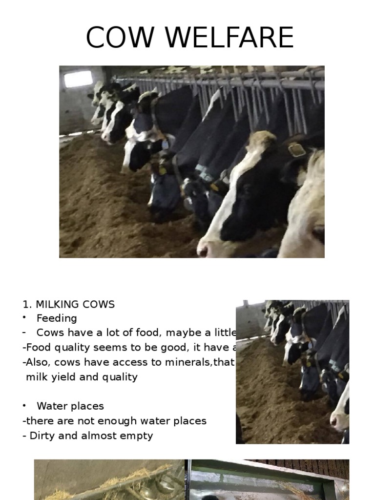 Cow Welfare | PDF