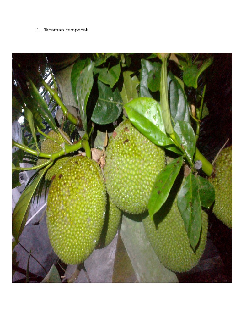 Tanaman Cempedak | PDF