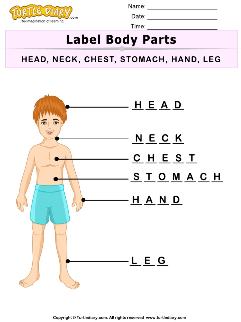 Answer Label Body Parts | PDF
