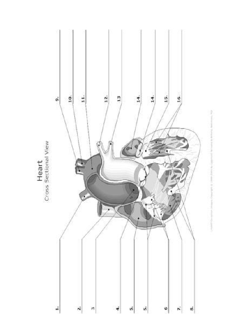 Heart Cross Sectional View | PDF