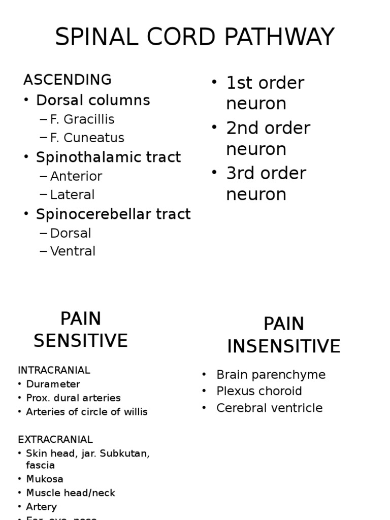 Spinal Cord Pathway: - 1st Order Neuron - 2nd Order Neuron - 3rd Order ...