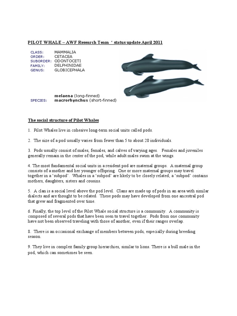 Pilot Whale Information | PDF | Ungulates | Marine Mammals