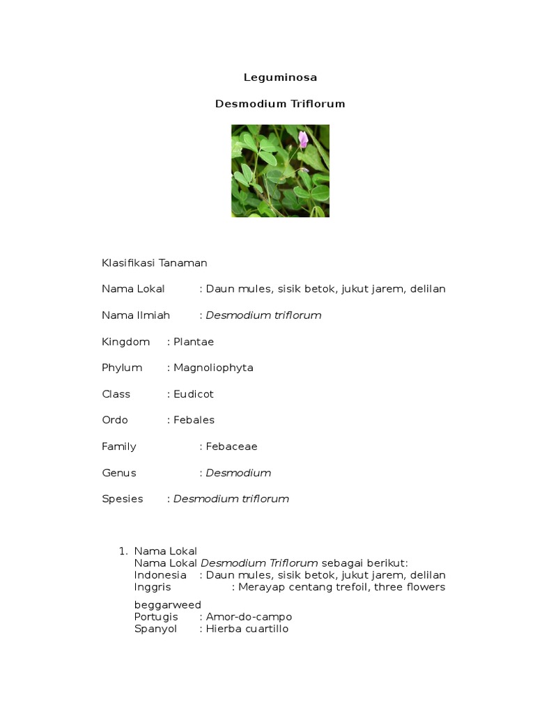 Manfaat dan Klasifikasi Desmodium Triflorum | PDF