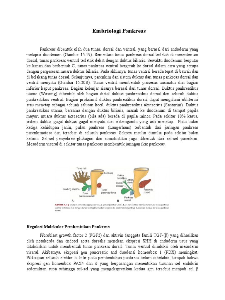 Embriologi Pankreas | PDF | Kesehatan Holistik