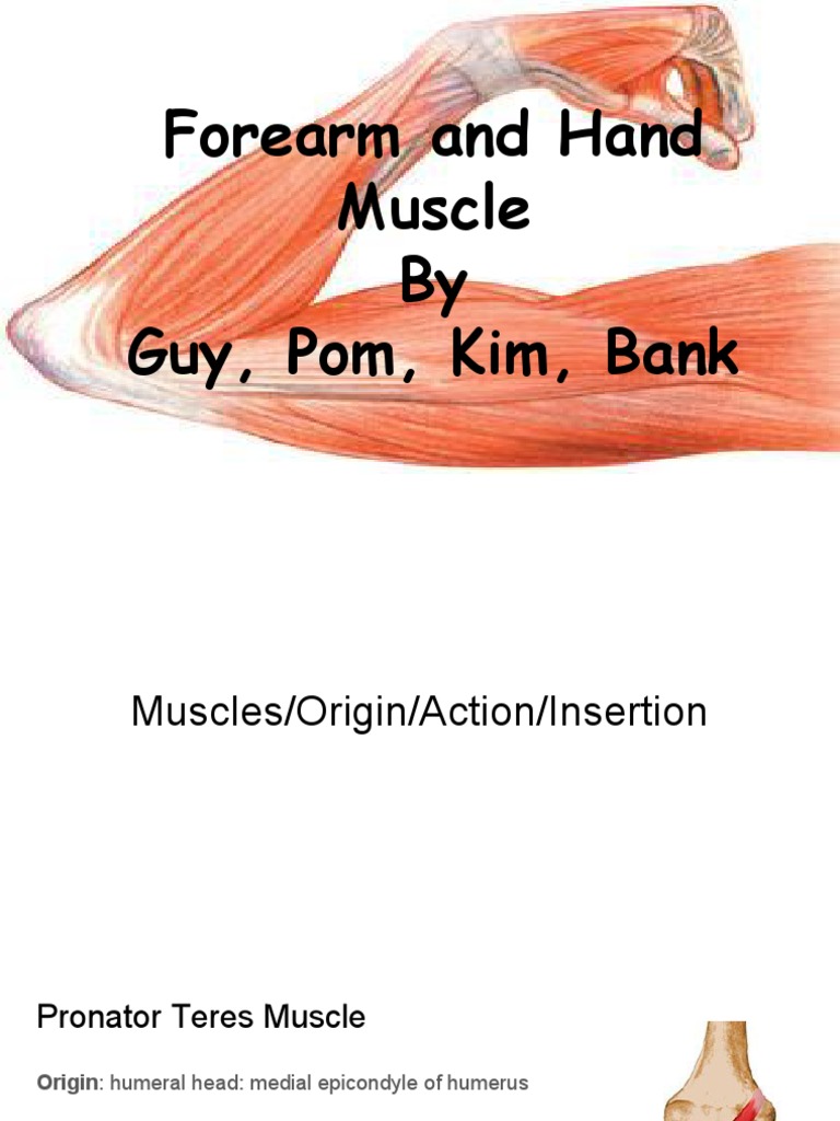 Forearm and Hand Muscle | PDF | Thumb | Hand