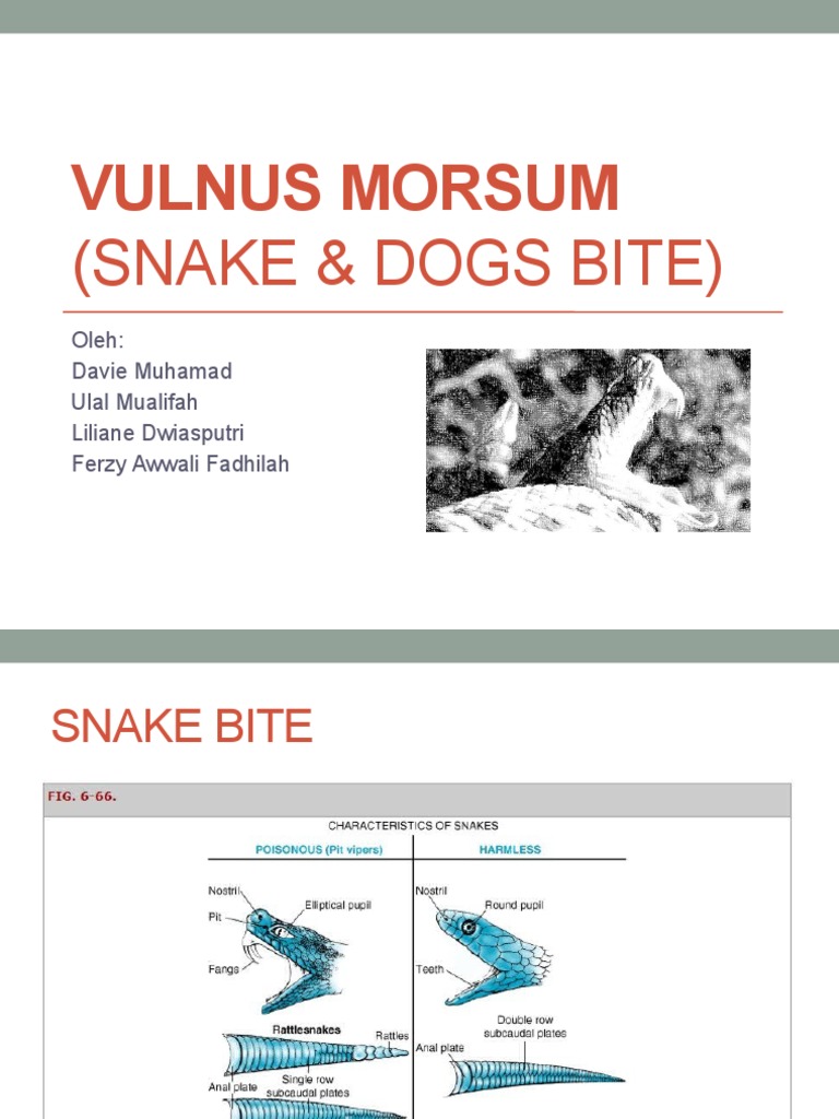 Vulnus Morsum | PDF