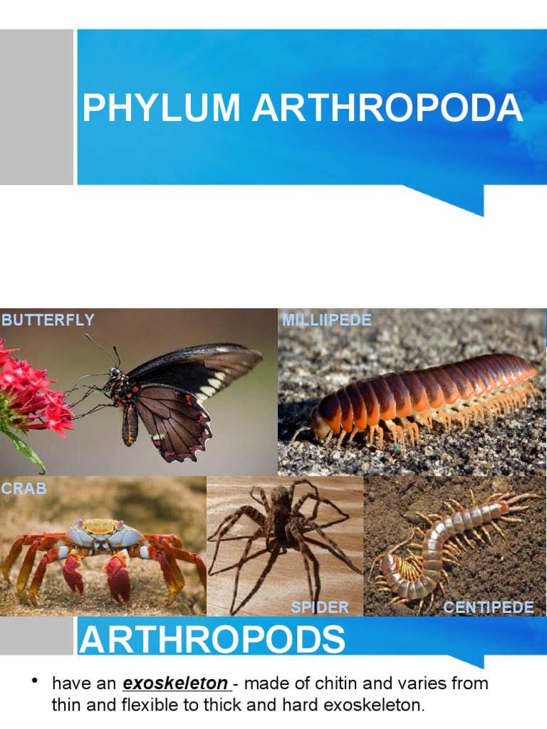 Arthropods | PDF