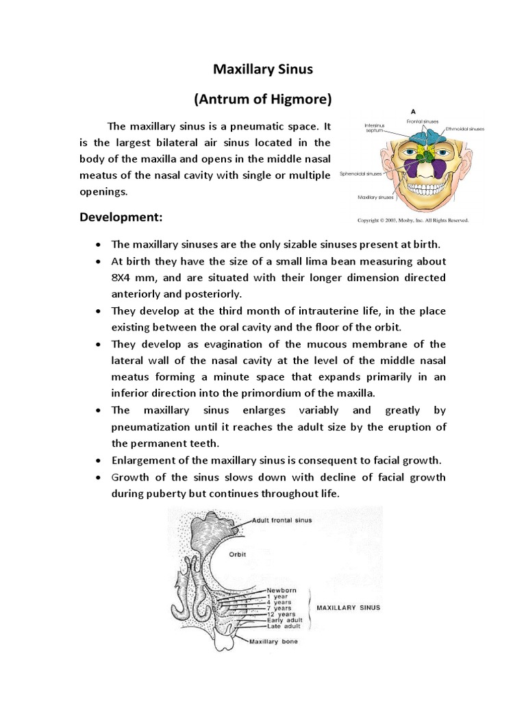 Maxillary Sinus | Download Free PDF | Epithelium | Human Anatomy