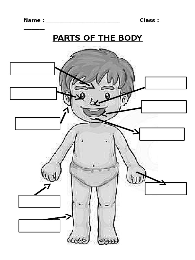 Parts of The Body: Name: - Class | PDF