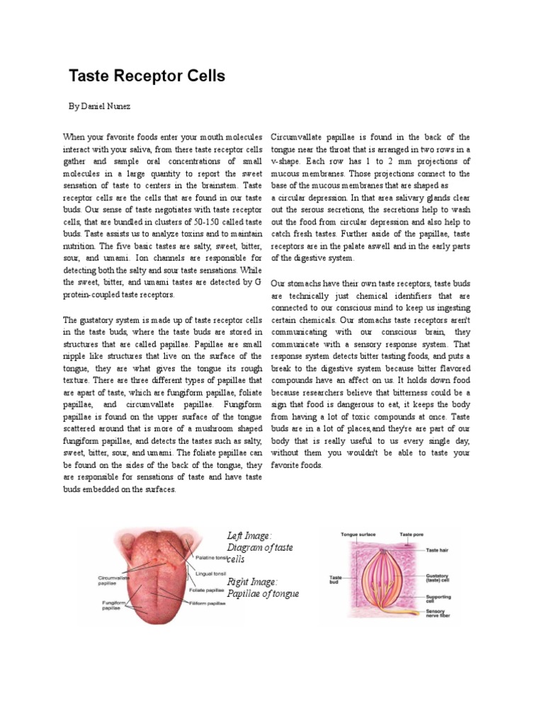 Taste Receptor Cells: Left Image: Diagram of Taste Cells Right Image ...