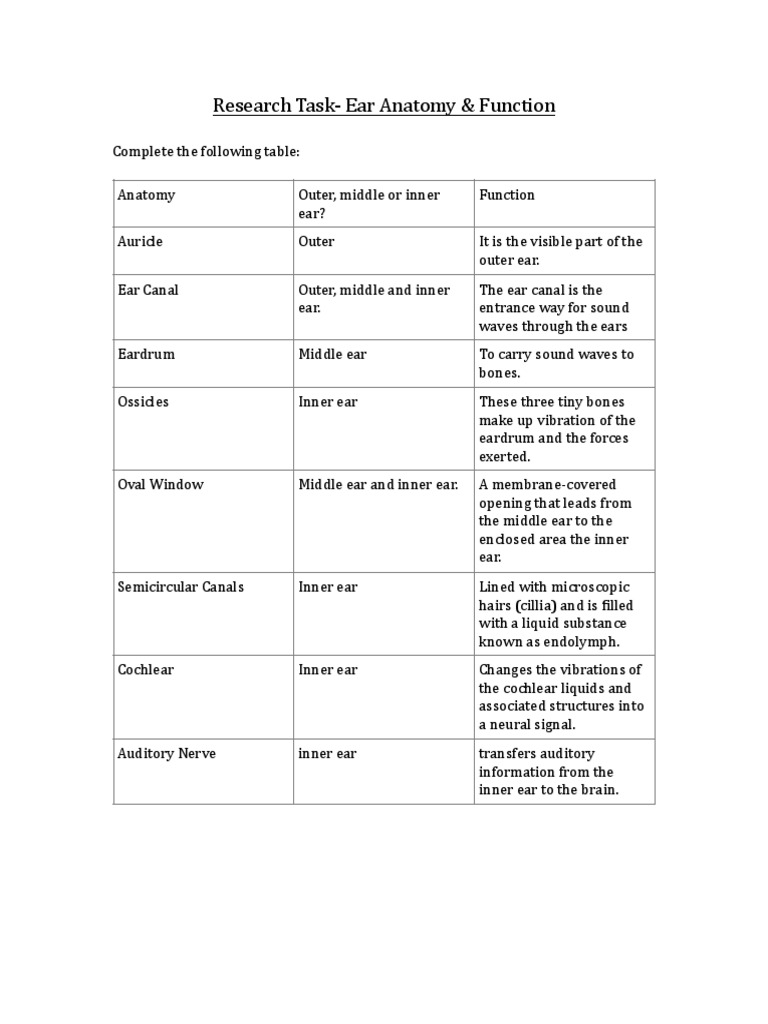 Research Task - Ear Anatomy Function | PDF | Ear | Auditory System