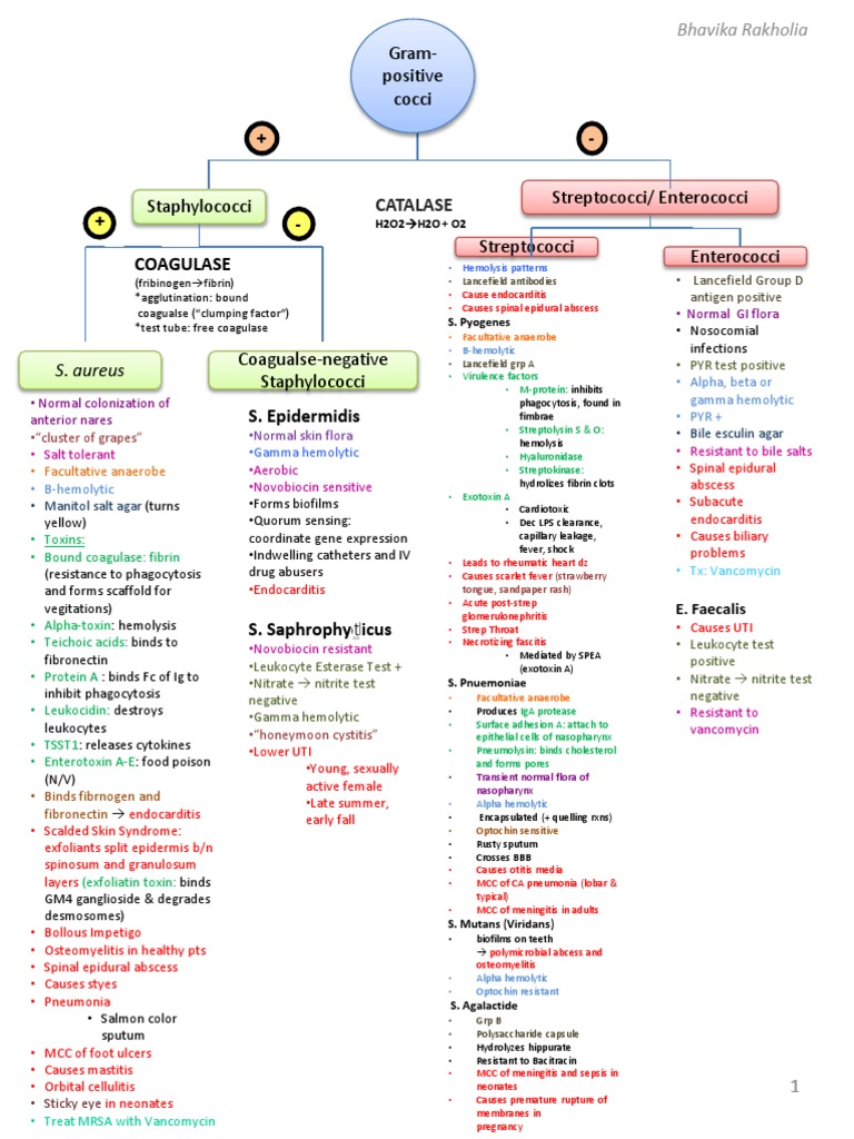 Detailed Micro Chart | PDF | Streptococcus | Staphylococcus