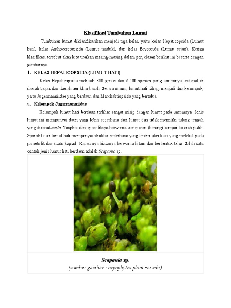 Jenis-Jenis Lumut | PDF