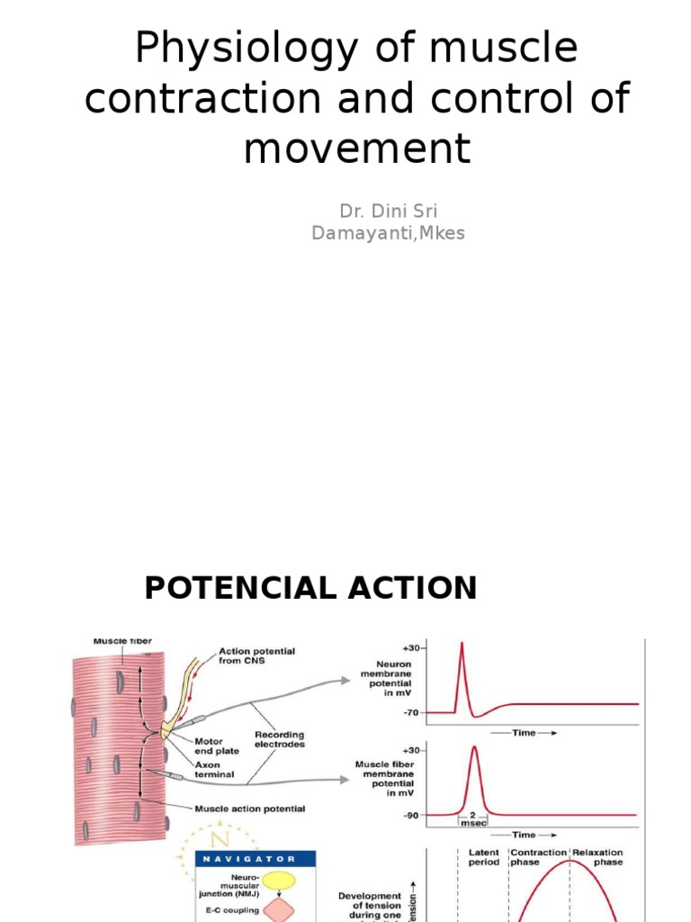 Physiology of Muscle Contraction and Control of Movement | PDF | Muscle ...