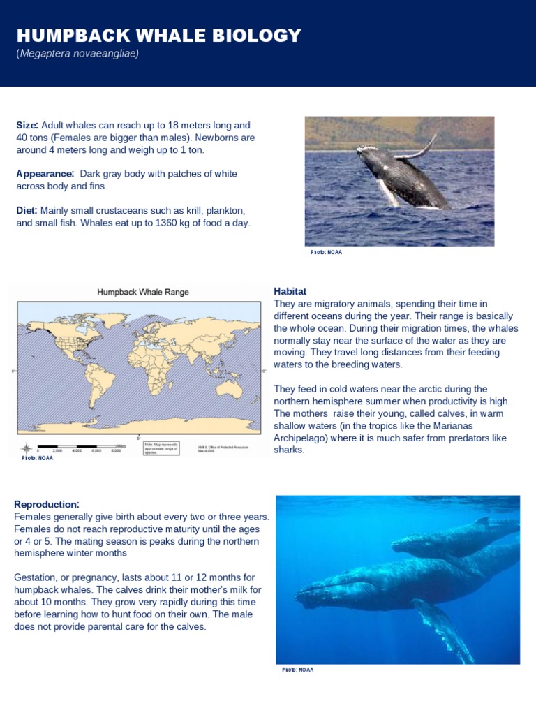 Biology | PDF | Whales | Cetaceans