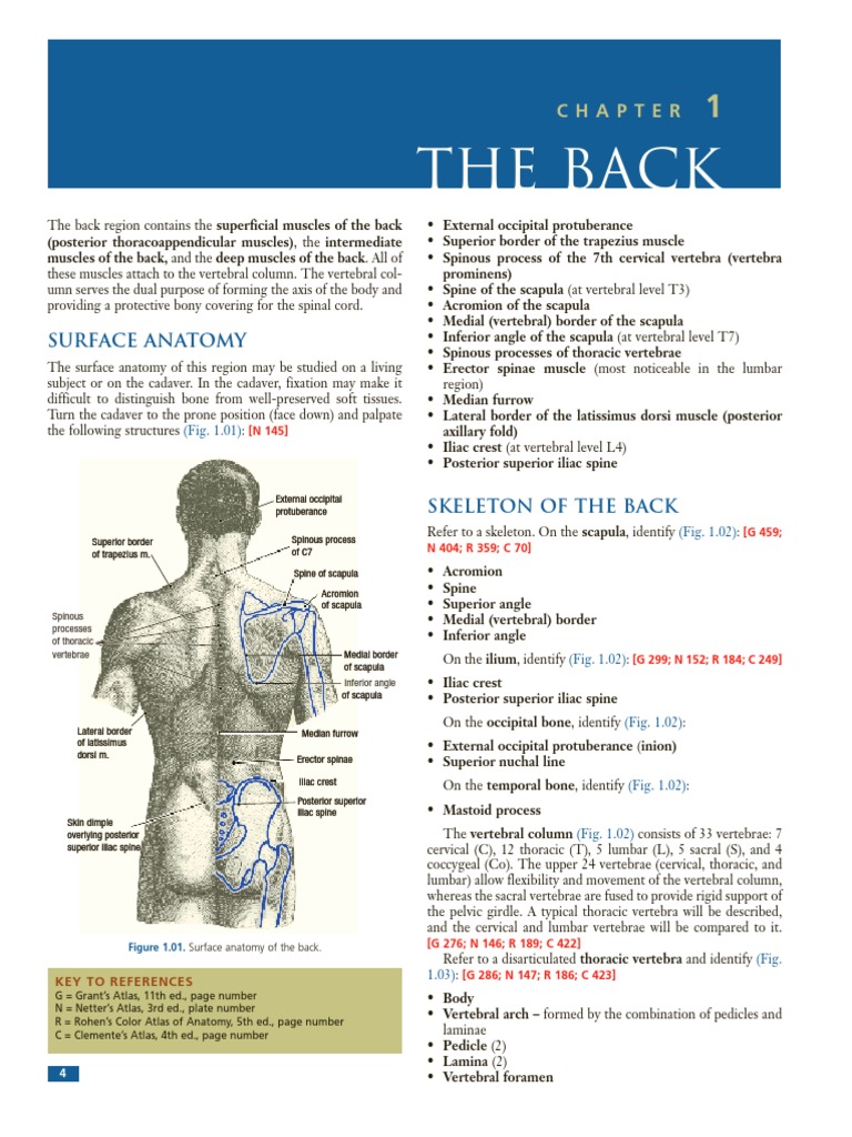 Thorax The Back: Surface Anatomy | PDF