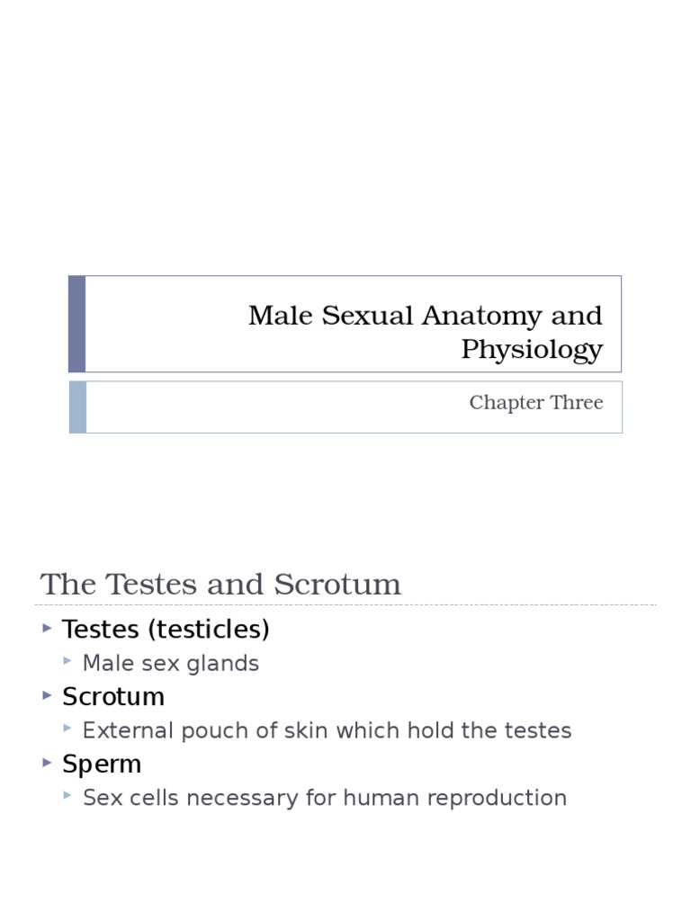 Male Sexual Anatomy and Physiology: Chapter Three | PDF | Testicle ...