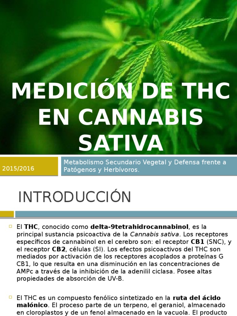 THC Final | PDF | Cannabis (Droga) | Biología