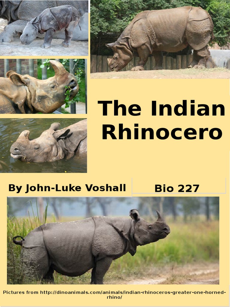 Rhion Project 44444 | PDF | Rhinoceros | Natural Resource Management