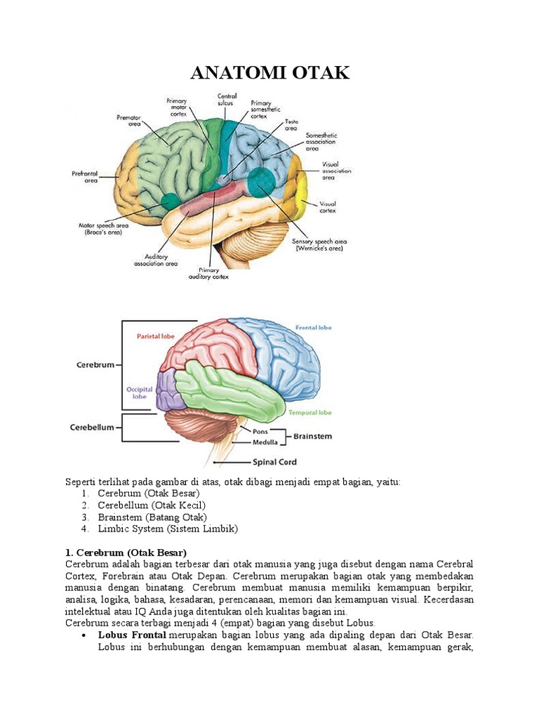 Anatomi Lengkap Struktur Otak Manusia | PDF