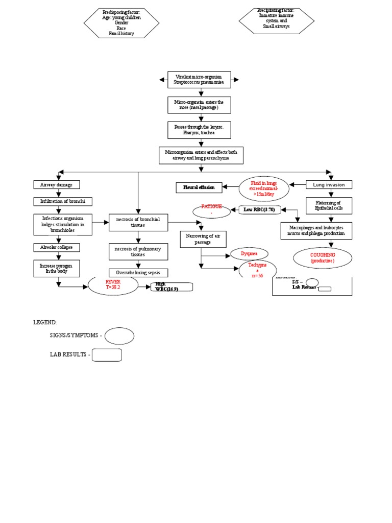 Pathophysiology Pneumonia | PDF | Respiratory Tract | Lung